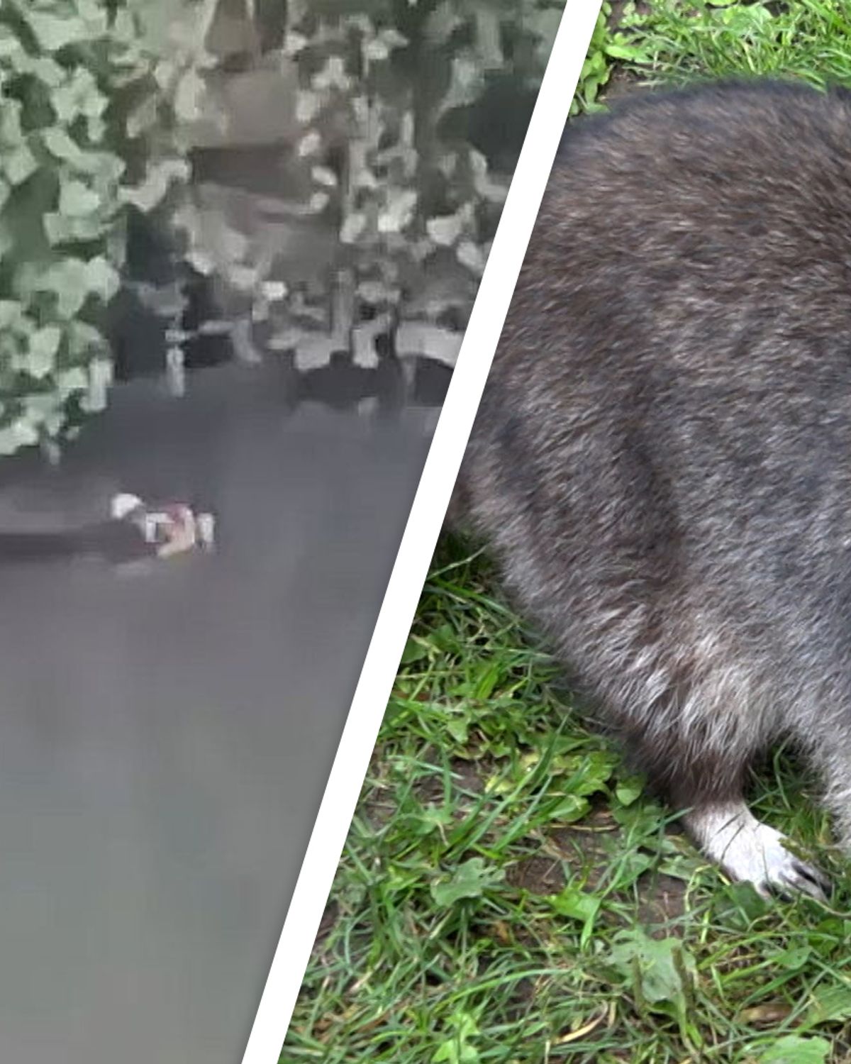 Wasbeer trekt baantjes in de Vecht: schattig of ongewenst? - RTV Utrecht