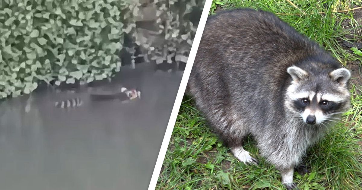 Wasbeer trekt baantjes in de Vecht: schattig of ongewenst? - RTV Utrecht