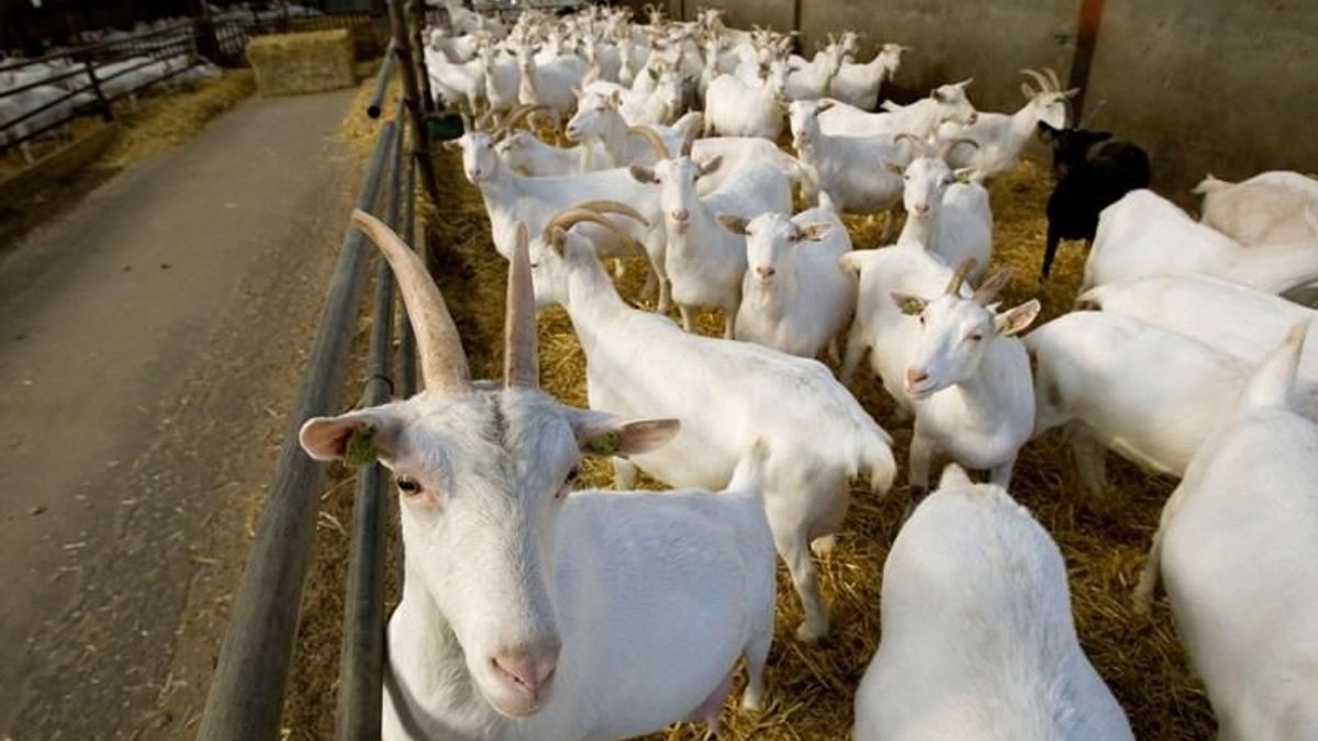 Opnieuw aangifte tegen Q-koortsboer Ransdaal - Oozo.nl