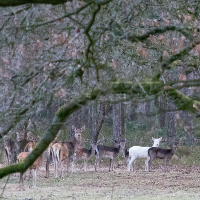 Witte herten gespot in de Veluwse bossen - Omroep Gelderland