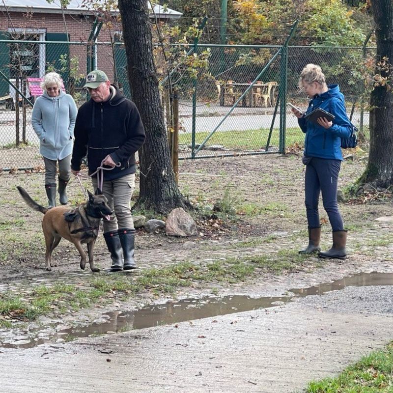 Therapie voor honden: 'Ze is nu sneller uit de stress' - RTV Noord