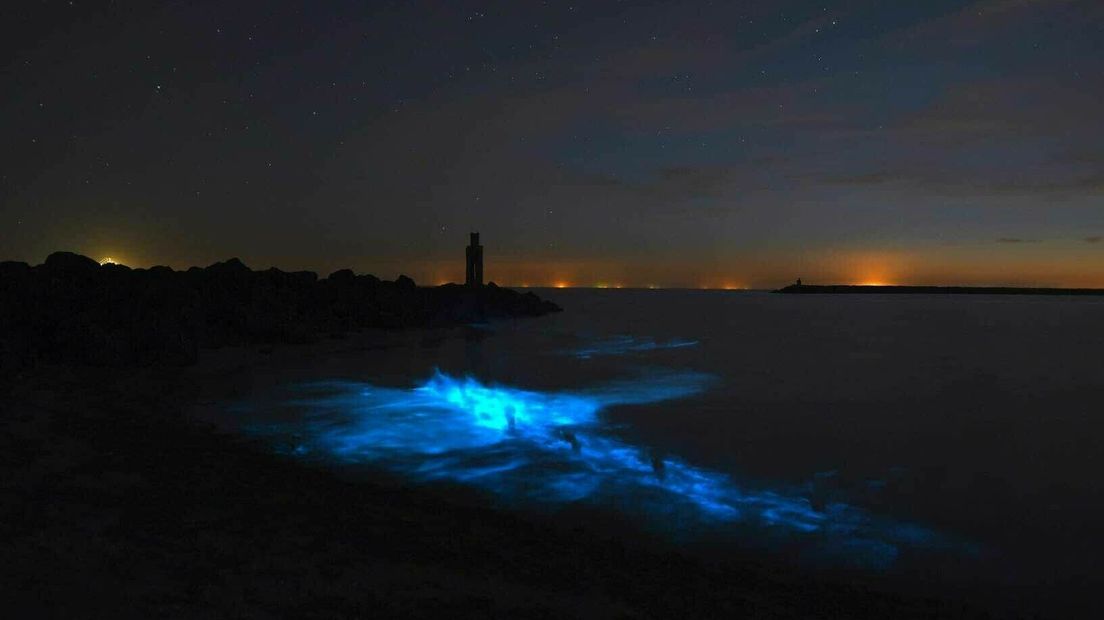 Zeevonkspotters opgelet: zo maak je de beste kans om van de zomer deze lichtgevende alg te zien ...