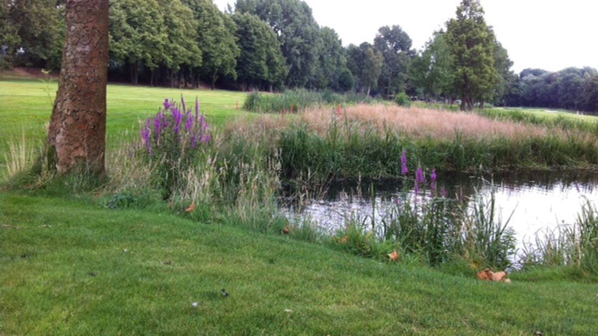 Golfbaan Kralingen in Chris Natuurlijk - Rijnmond