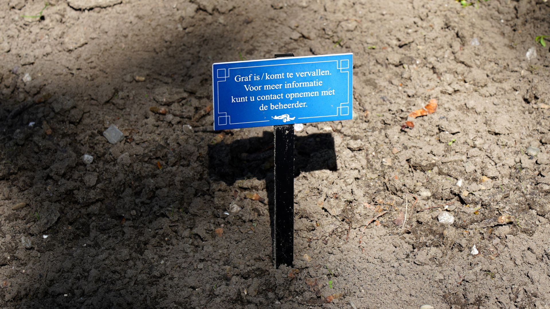 Het graf van liedjesschrijver Koos Speenhoff is al lang verlopen, maar hij ligt er nog steeds ...