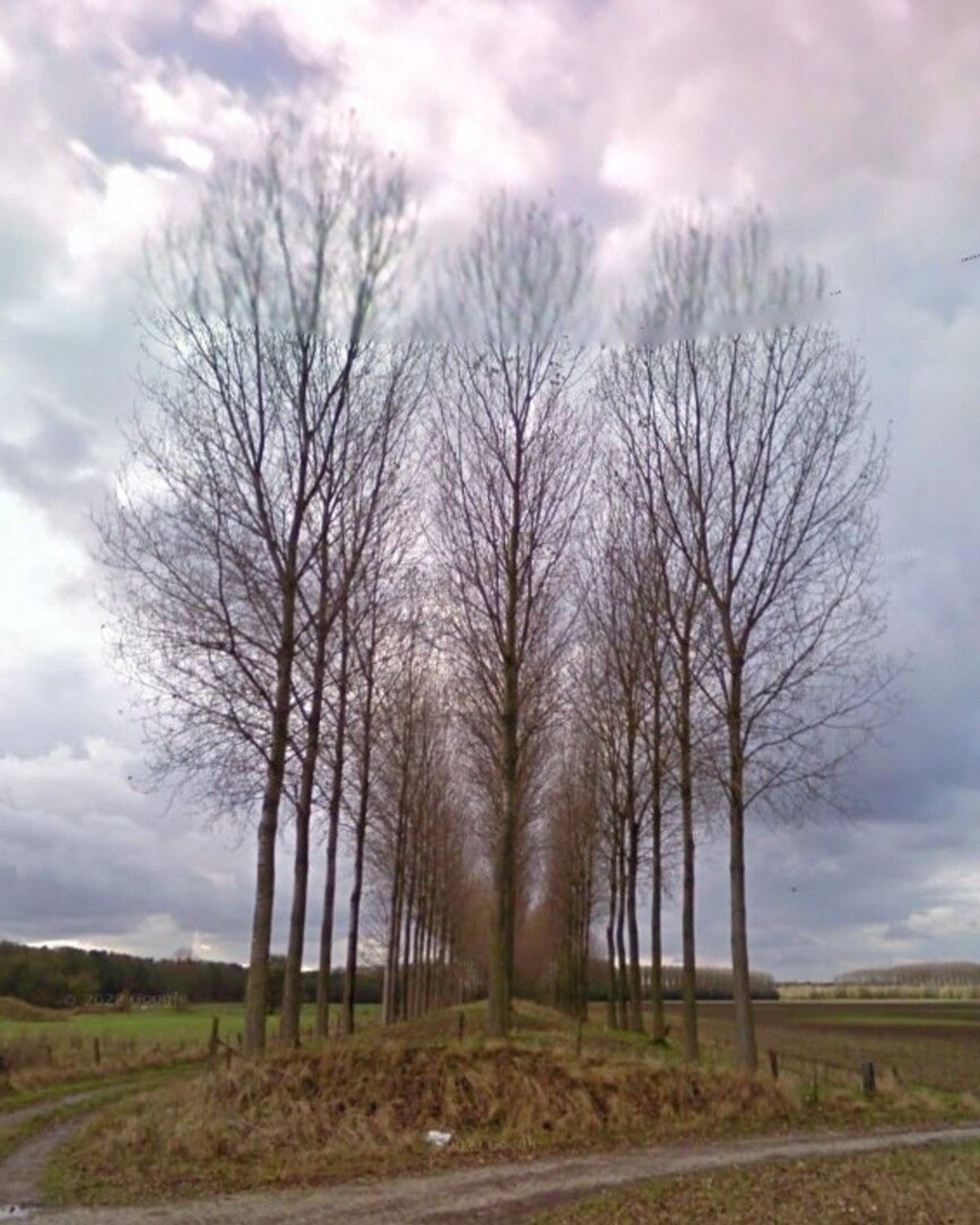 Hulst laat bomennetwerk verjongen: oude bomen worden gekapt - Omroep ...