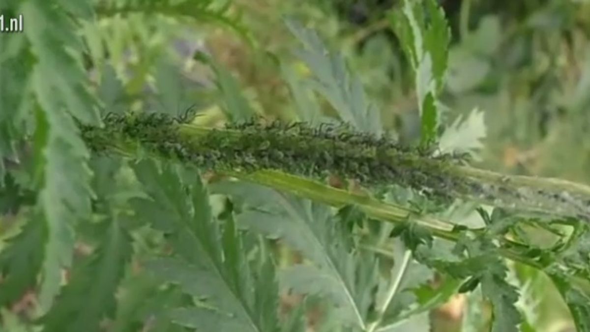 Welke insecten ziet u op deze video? - L1