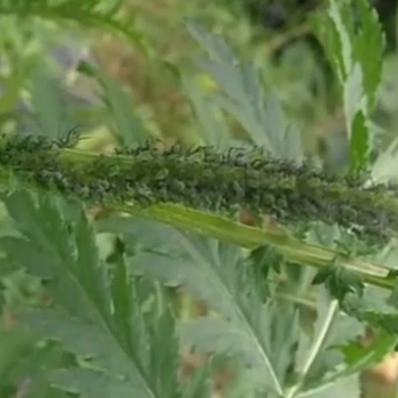 Welke insecten ziet u op deze video? - L1