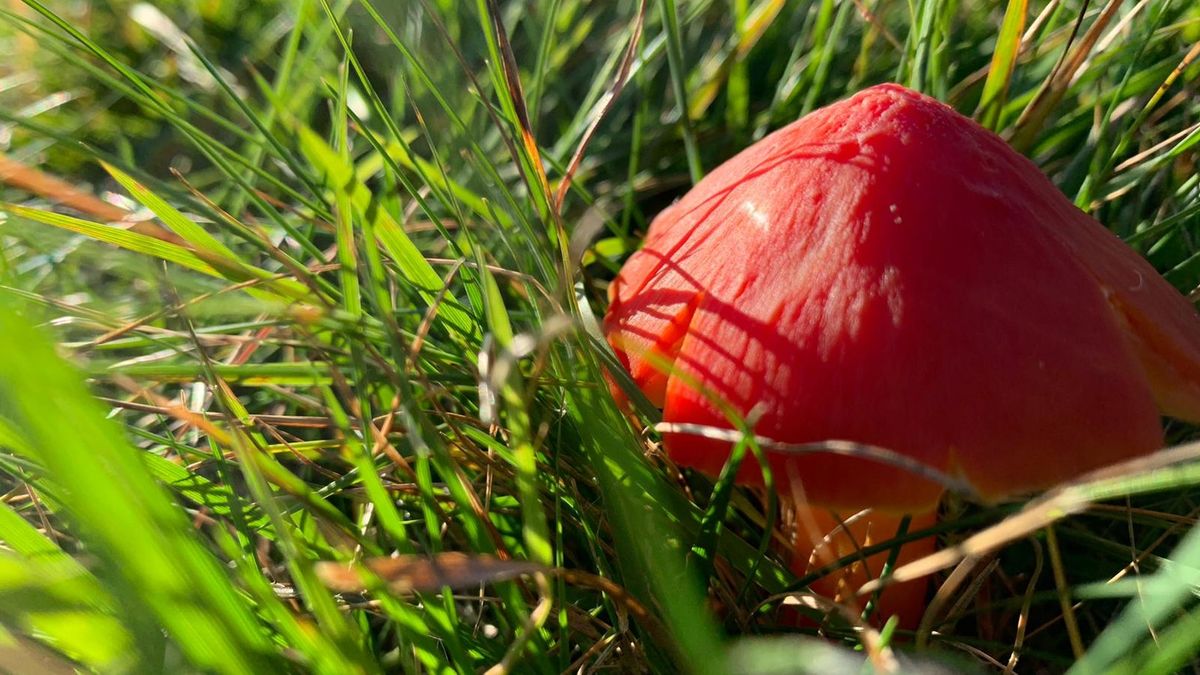 Zorgen om uniek natuurgebied bij aanleg van zware ...