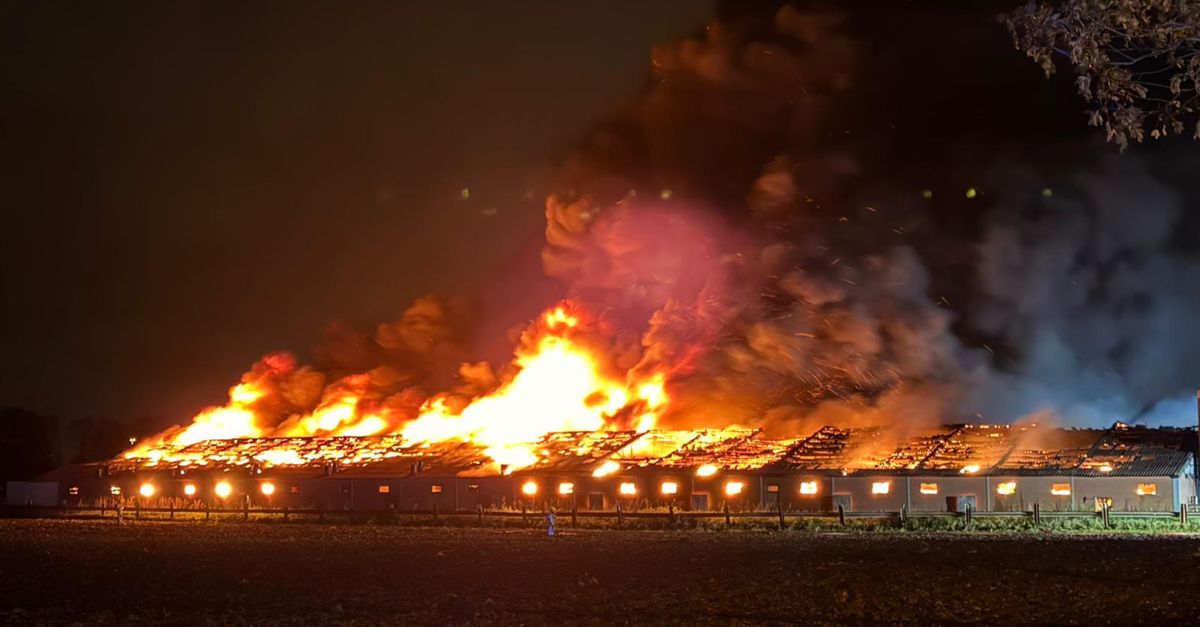 Stalbrand in Dieteren: 700 varkens komen om in vlammenzee - L1 Nieuws