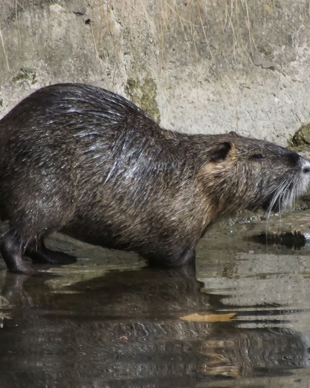 'Populatie muskus- en beverratten steeds meer onder controle' - RTV Noord