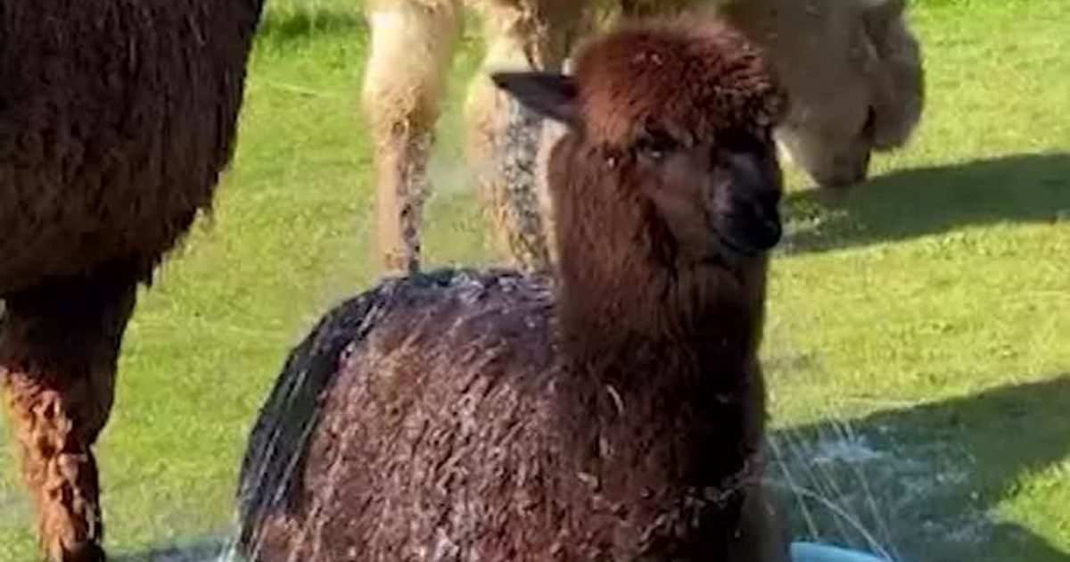 De viral alpaca’s - Omrop Fryslân