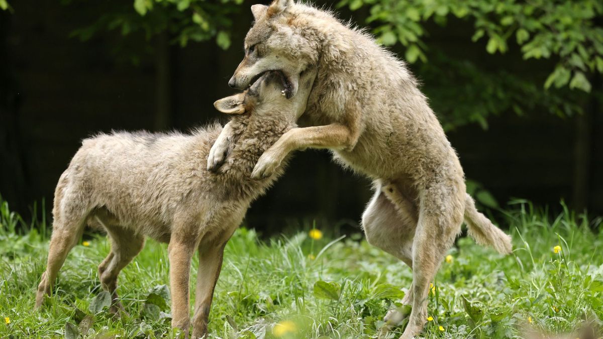 Wolvenexpert na bijtincident: 'Vanaf nu blijft wolf honden aanvallen ...
