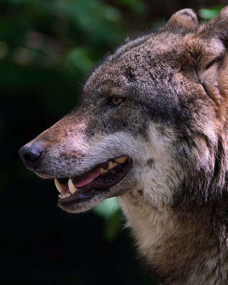 Kind omgeduwd door groot dier in Austerlitz, mogelijk een wolf - RTV ...