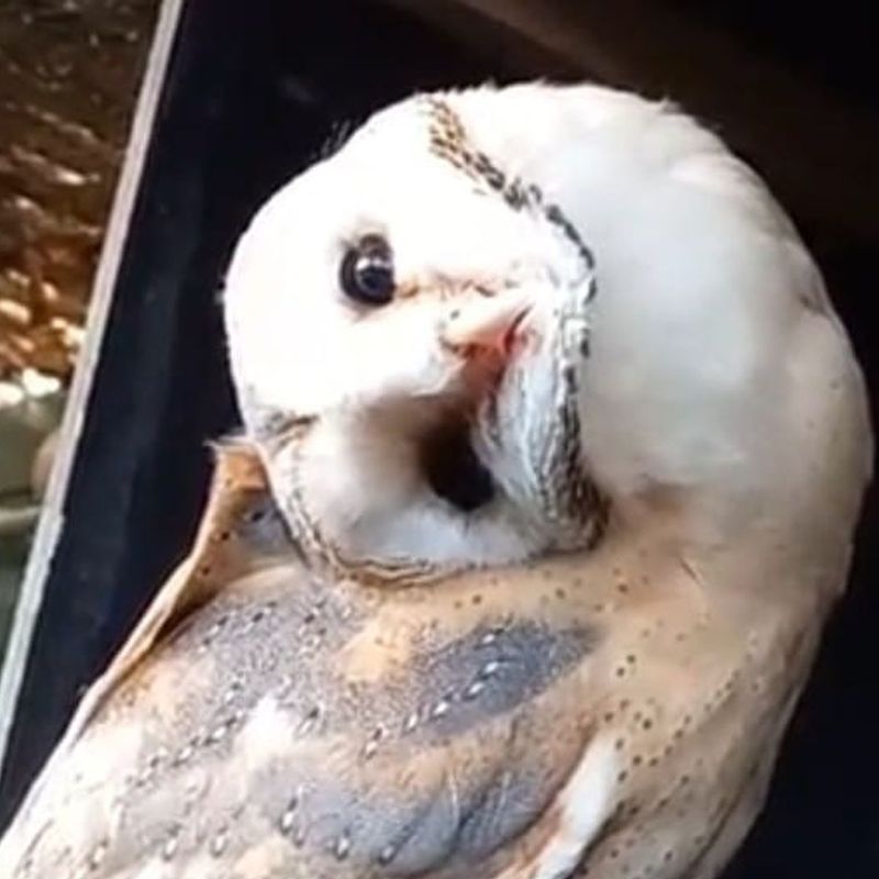 Uil met scheve nek kan weer vooruit kijken: 'Hij ondergaat de ...