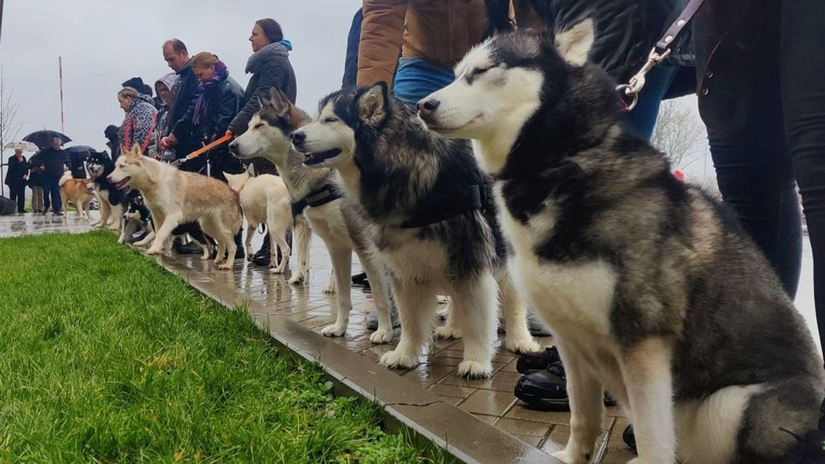 Husky's vormen erehaag voor overleden Irma - Omroep Gelderland