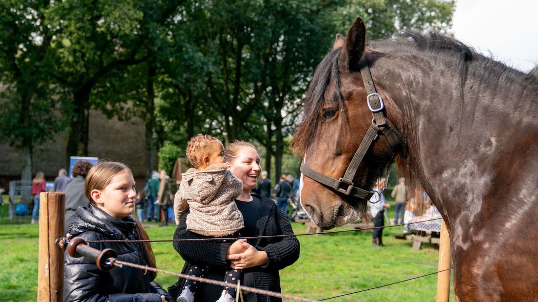 In beeld: Dag van het paard in Orvelte - RTV Drenthe