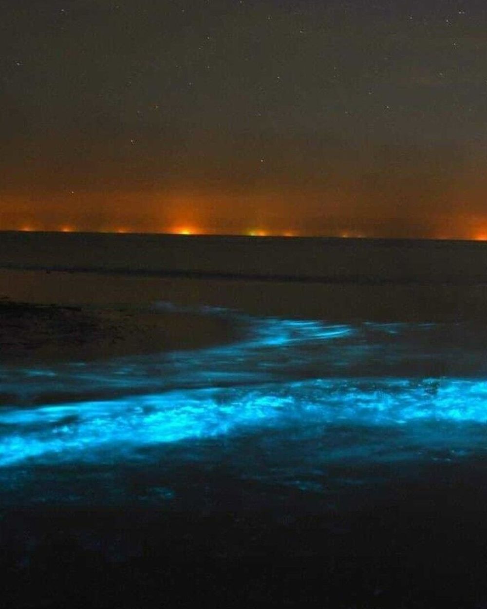 Zeeuwse kust kleurt weer blauw: zeevonk op verschillende plekken gespot - Omroep Zeeland