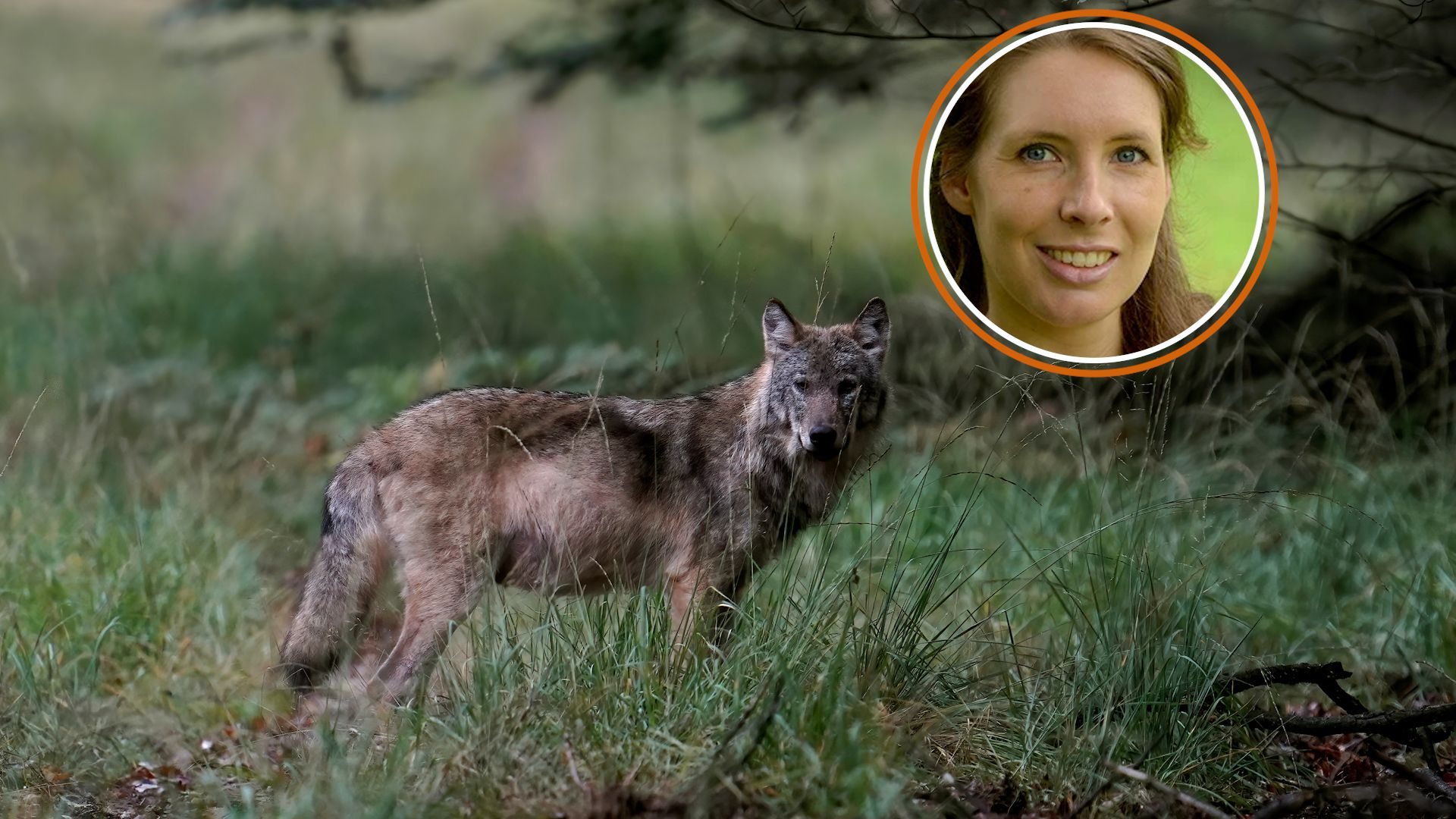 Zo gaan we om met de wolf wereldwijd en dit kunnen we ervan leren ...