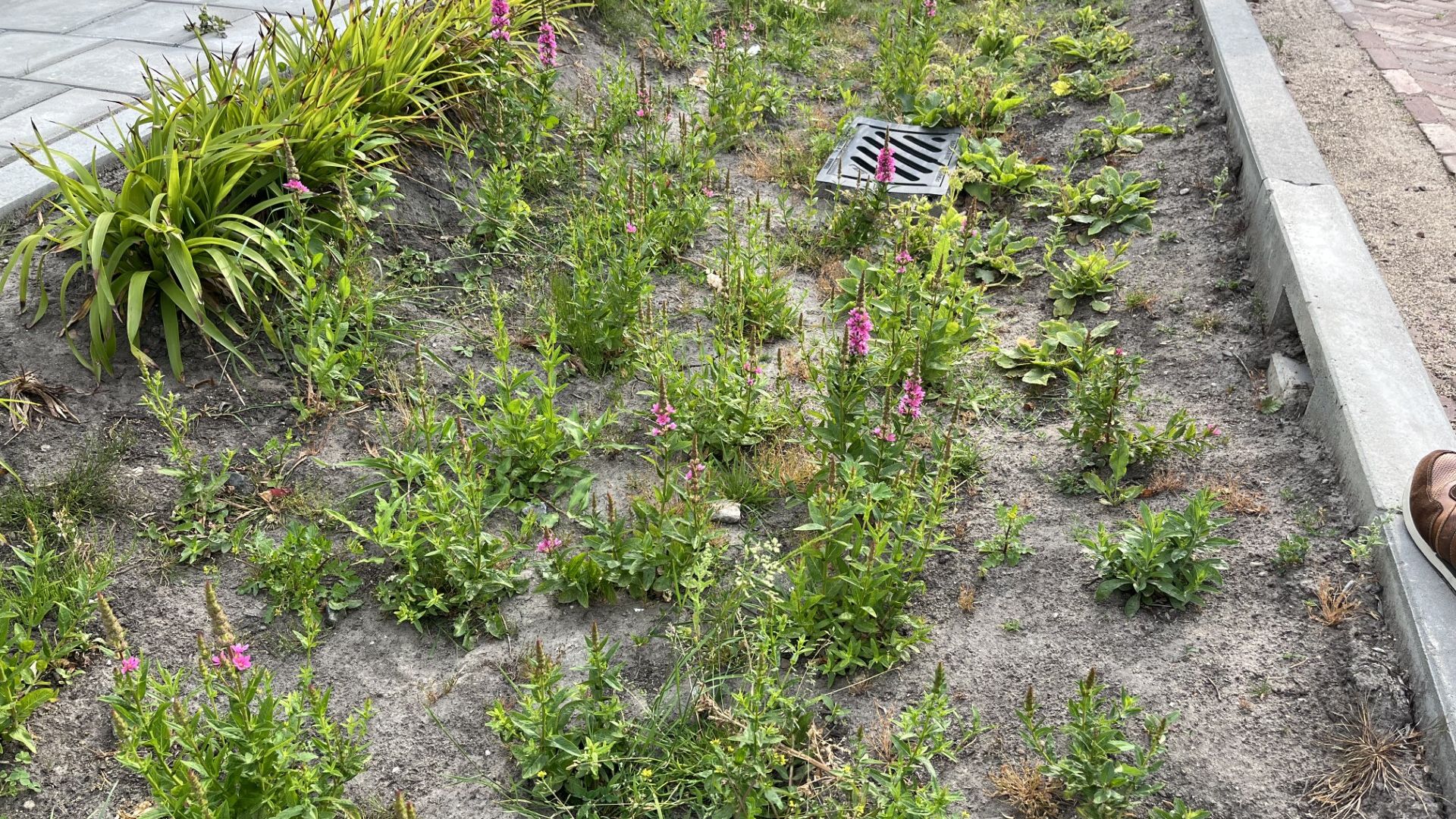 Klimaatstraat officieel geopend in Nieuwdorp: 'Of die echt efficiënt is ...