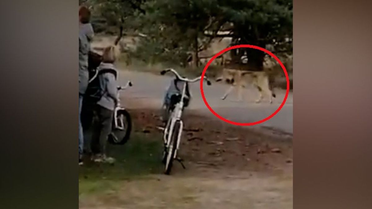 Sem 15 Staat Oog In Oog Met Wolf Omroep Gelderland