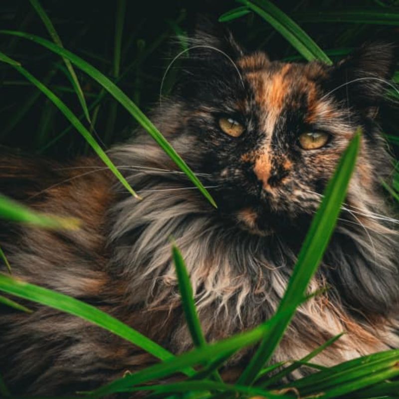 In beeld: Het is kattendag! Hier zijn jullie 2500 Groningse poezen ...