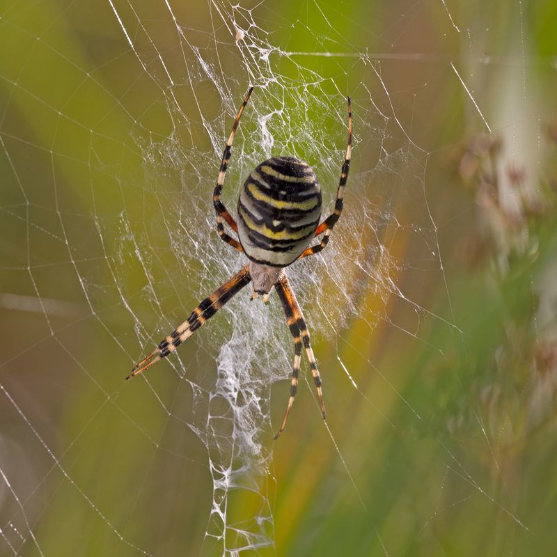 Die griezelige spin op z'n mooist: dit is de top 3 van spinnenfoto's ...