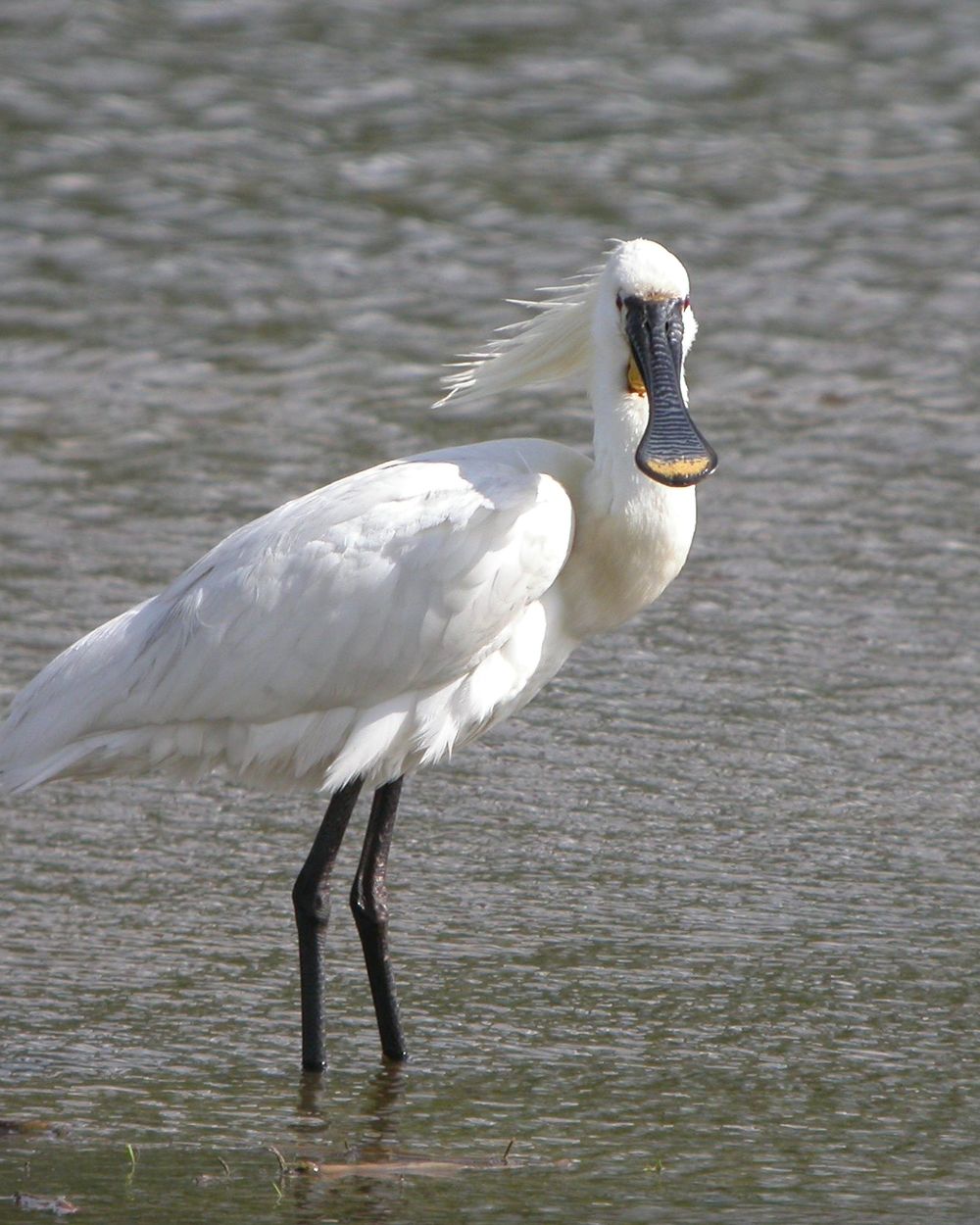 Goed nieuws uit de natuur en ook nog over de 'mooiste vogel van Zeeland ...