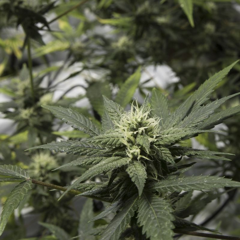 Gemeente Pekela sluit twee woningen na hennepvondst - RTV Noord