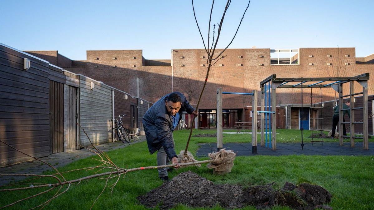 Kwart van aanvragen voor bomen kwam vorig jaar uit versteende wijken ...