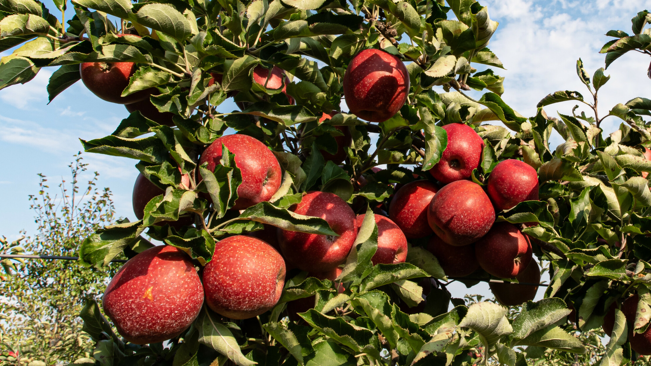 Goedemorgen! Dag van het werkplezier in de zorg, Zeeuws projectkoor ...