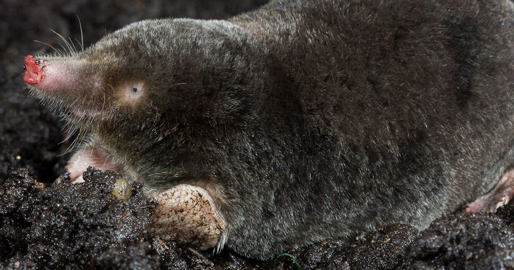 Het is mollentelweekend, maar hoe dan? 'Eigenlijk gaan we molshopen ...