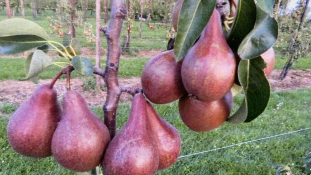 Bij toeval ontdekt: een rode peer, straks zie je 'm in Zeeuwse winkels ...