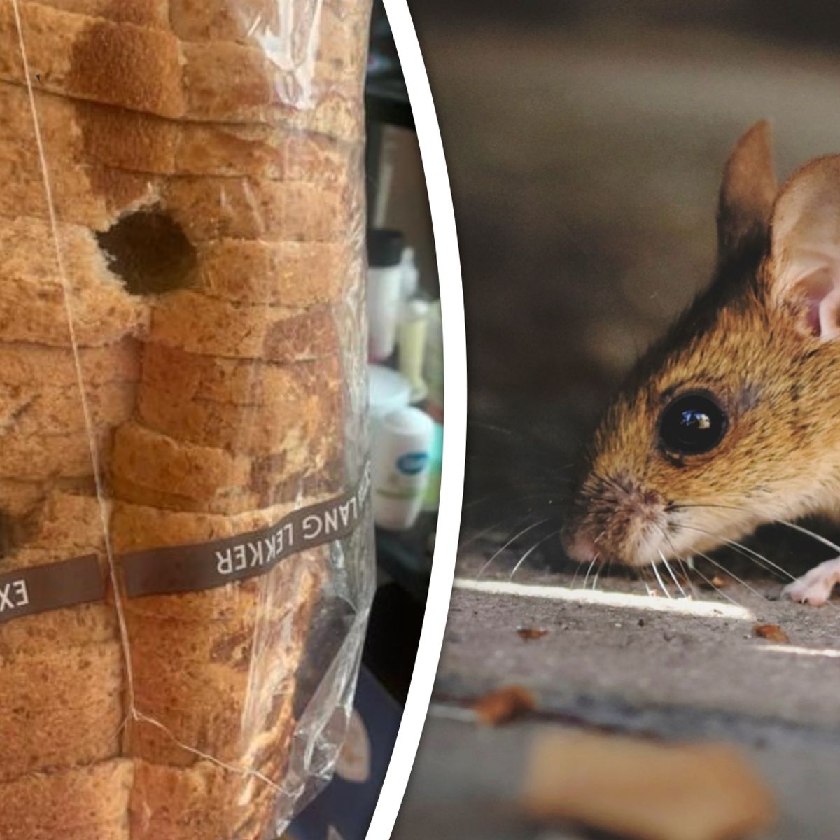 Aangegeten brood, zieke kinderen en overal lokdozen: muizen ...