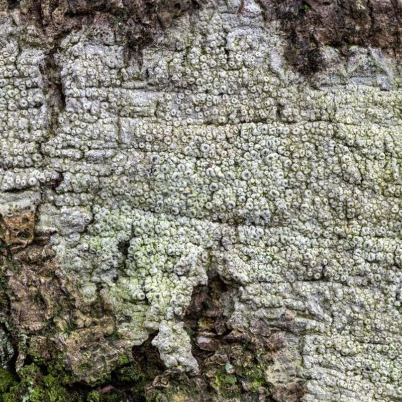 Dat mysterieuze witte spul in het bos? Dat is dus dít - Omroep Gelderland