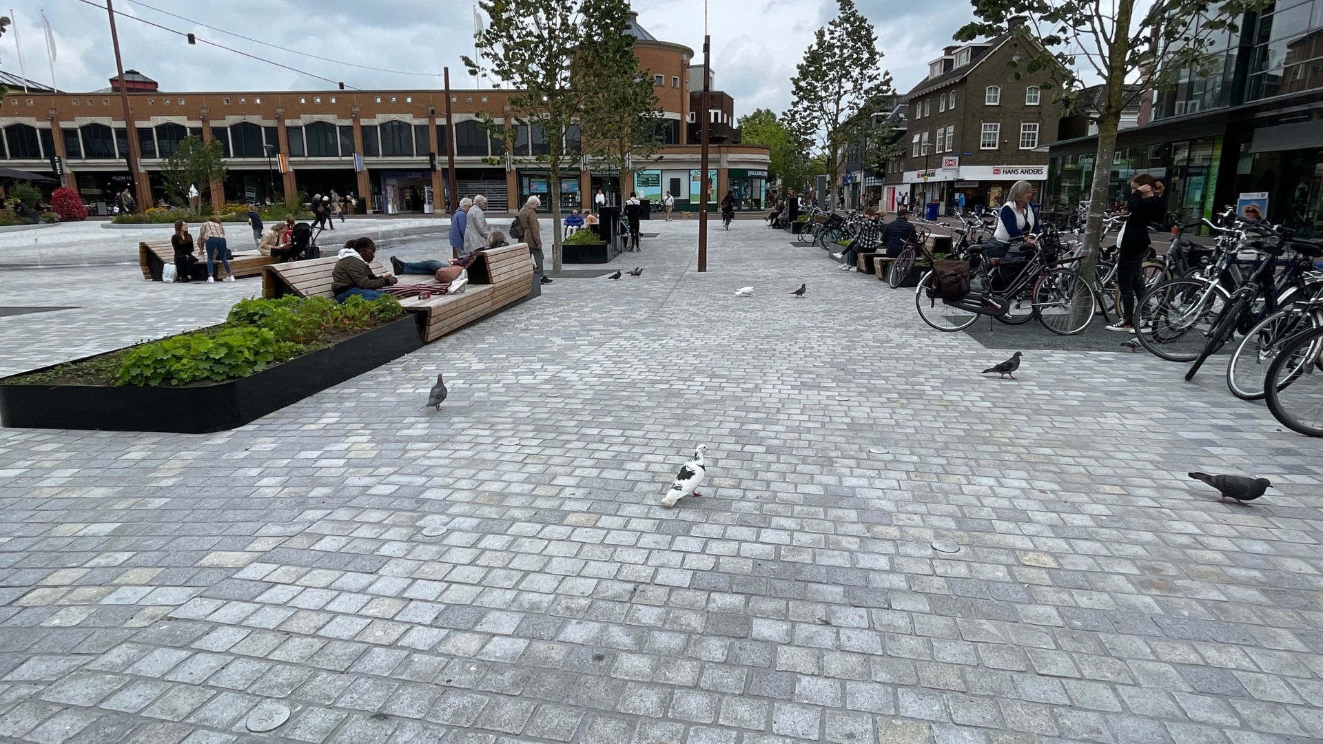 Assen komt met voerverbod voor stadsduiven in strijd tegen overlast ...