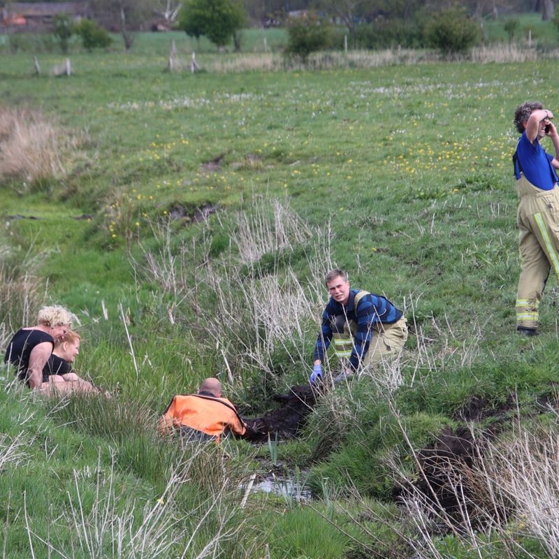 Vrouwen te water in De Onlanden om kalf te redden, brandweer schiet te hulp - RTV Noord