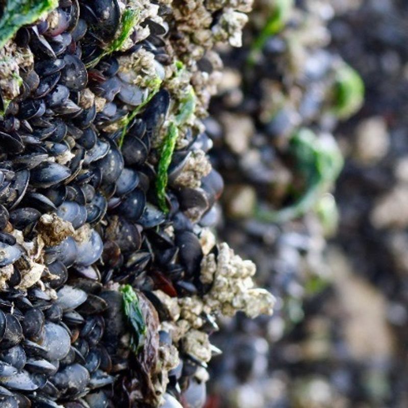 Kunnen mossels, wormen en zeewier de kust beschermen? - Omroep Zeeland