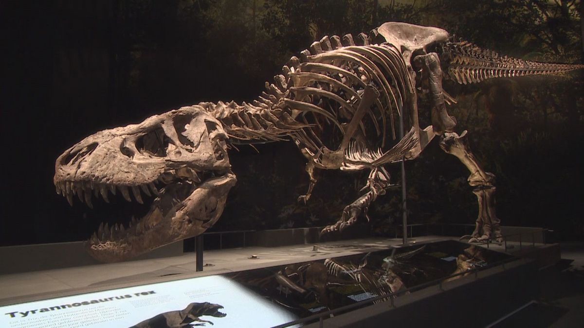 T-rex Trix is eenzaam; '1,5 meter wordt hier ingewikkeld' - Omroep West