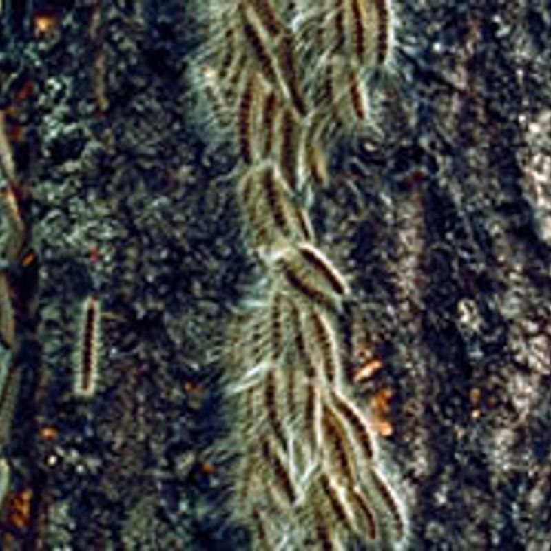 Overlast eikenprocessierups dreigt - Rijnmond