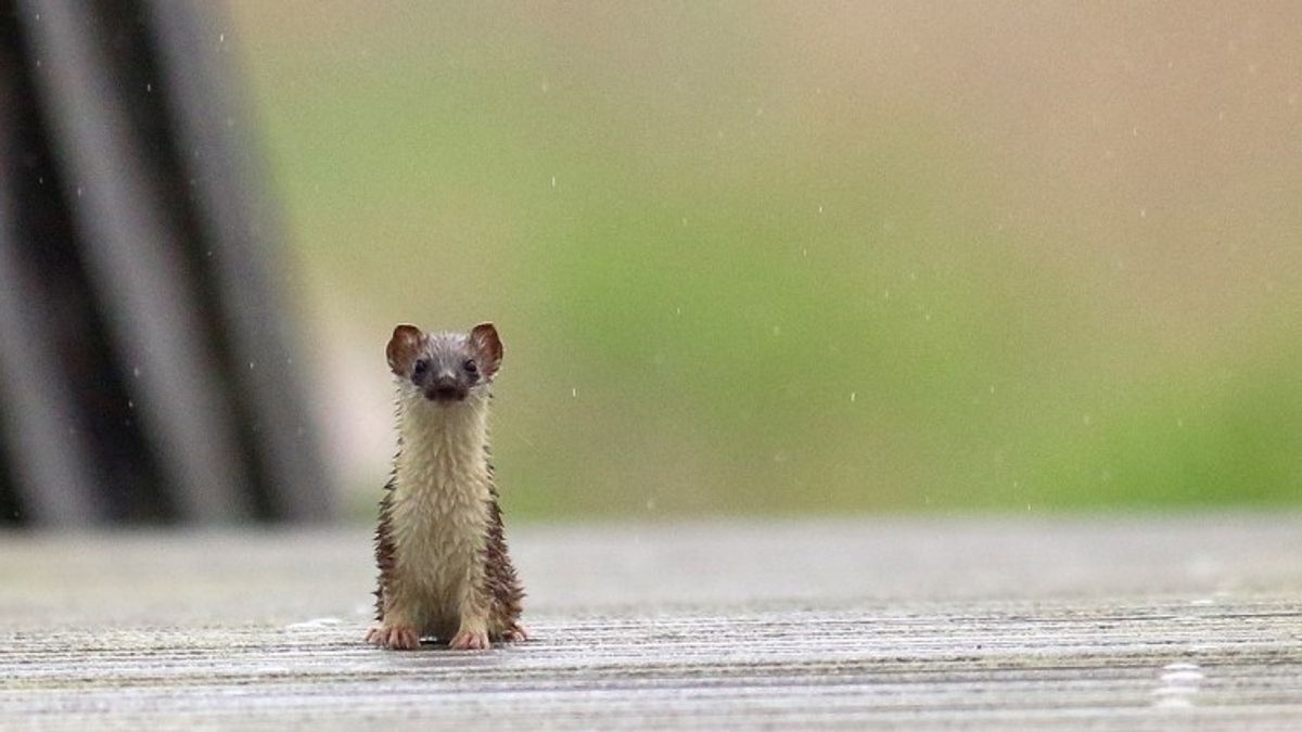 Brutale hermelijn gespot in De Onlanden - RTV Drenthe