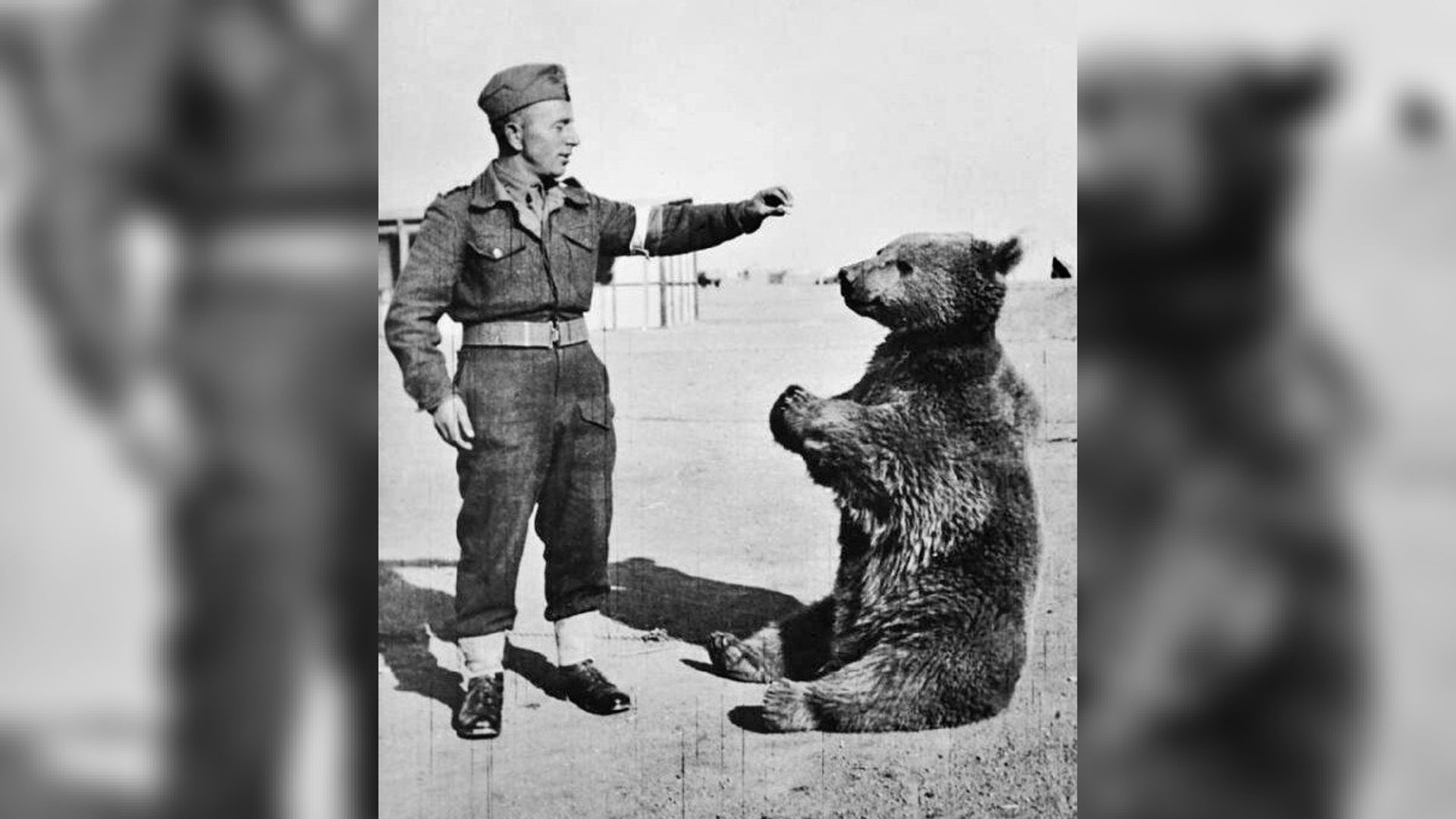Honden, duiven, een beer en een leeuw: dit waren de meest opvallende ...