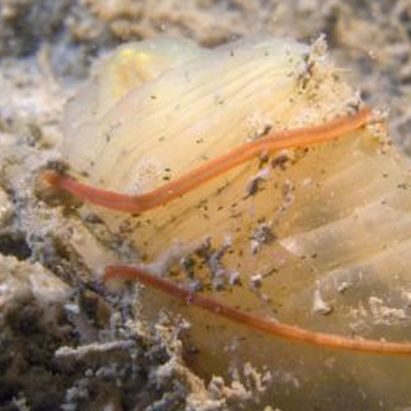 Giftige nieuwe snoerworm ontdekt in Nederlandse kustwateren - Omroep West