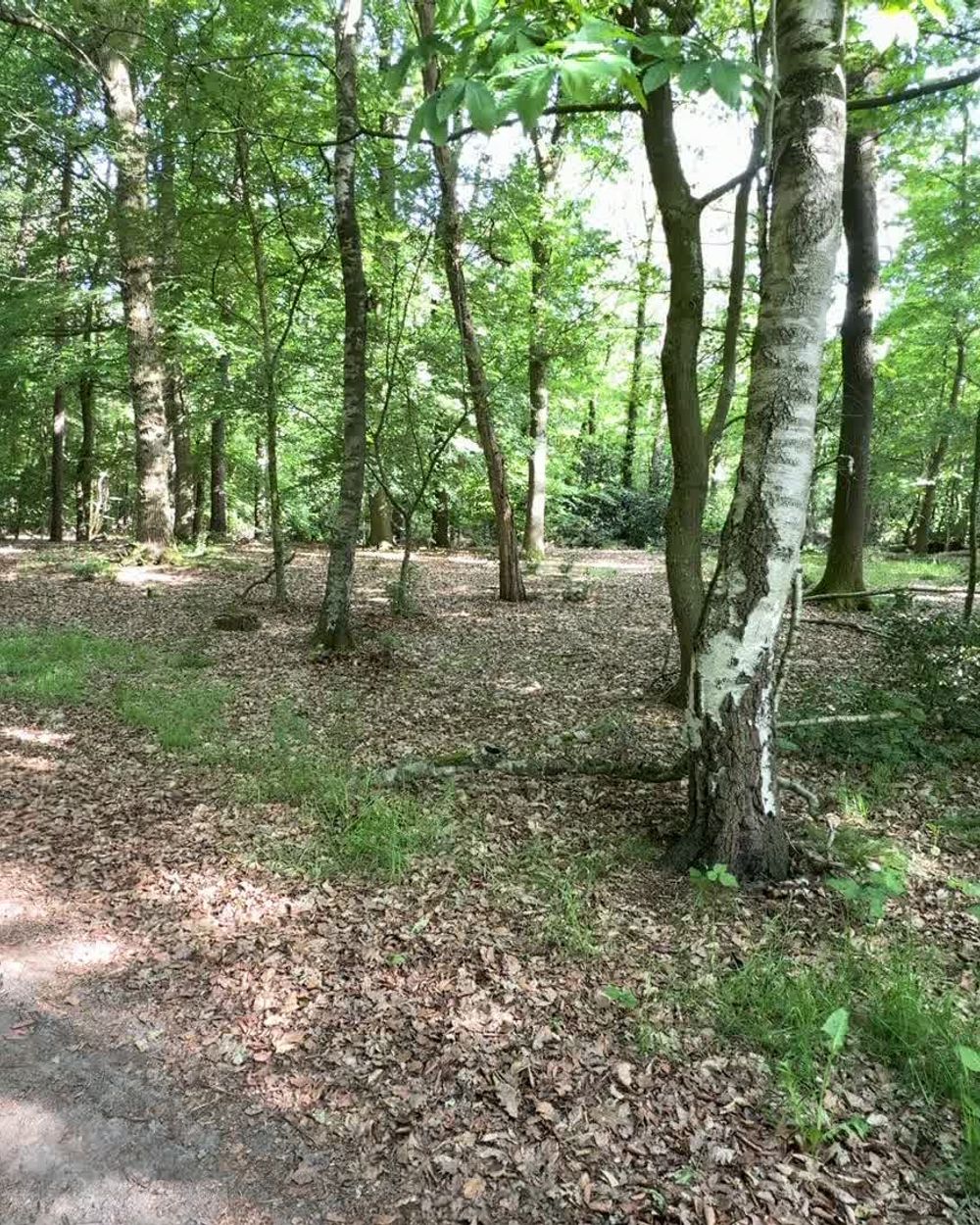 Wielewaal en gladde slang in Marks Minuutje - RTV Drenthe