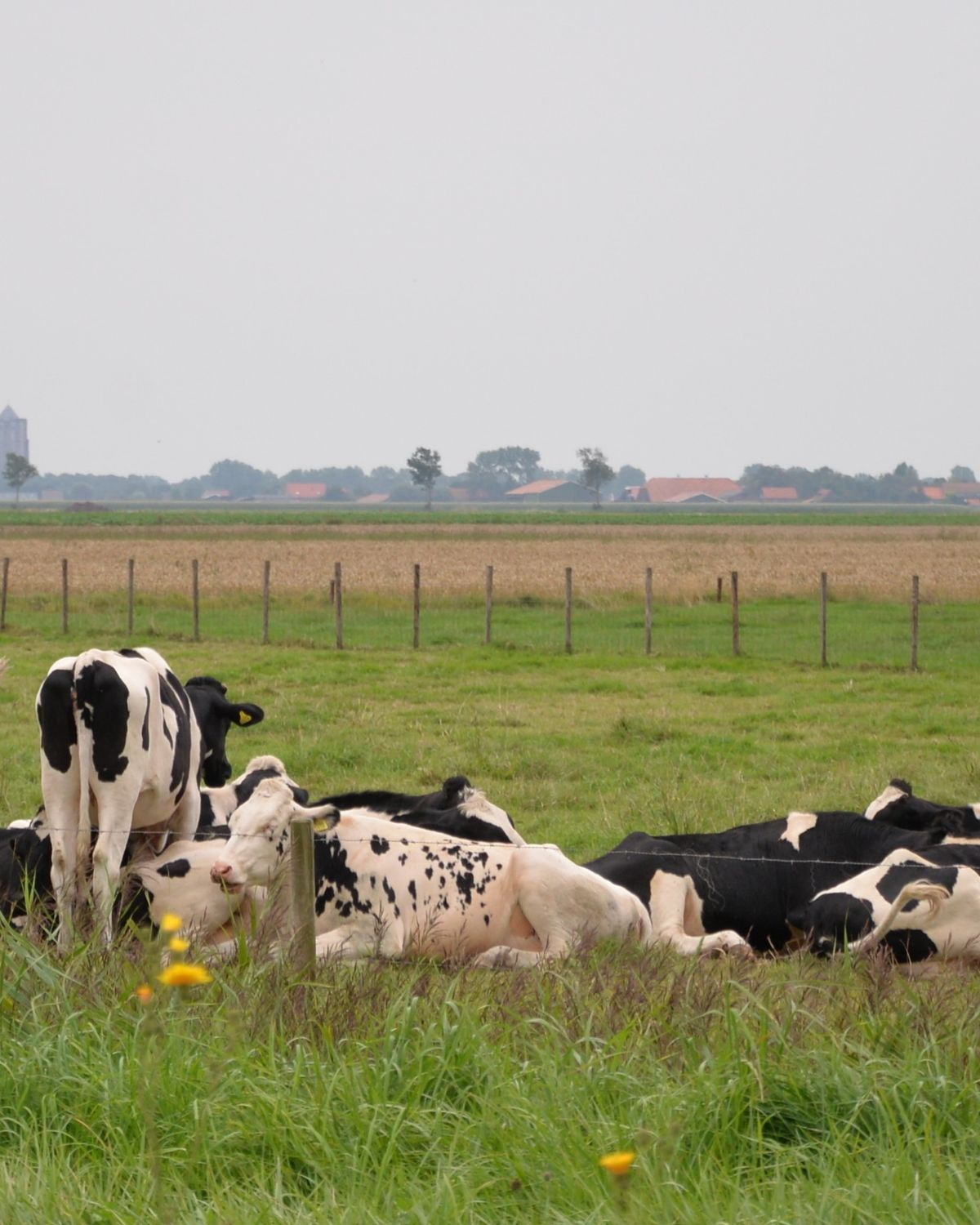 Vlaanderen, scheepvaart Westerschelde en weinig veeboeren probleem bij aanpak stikstof - Omroep ...