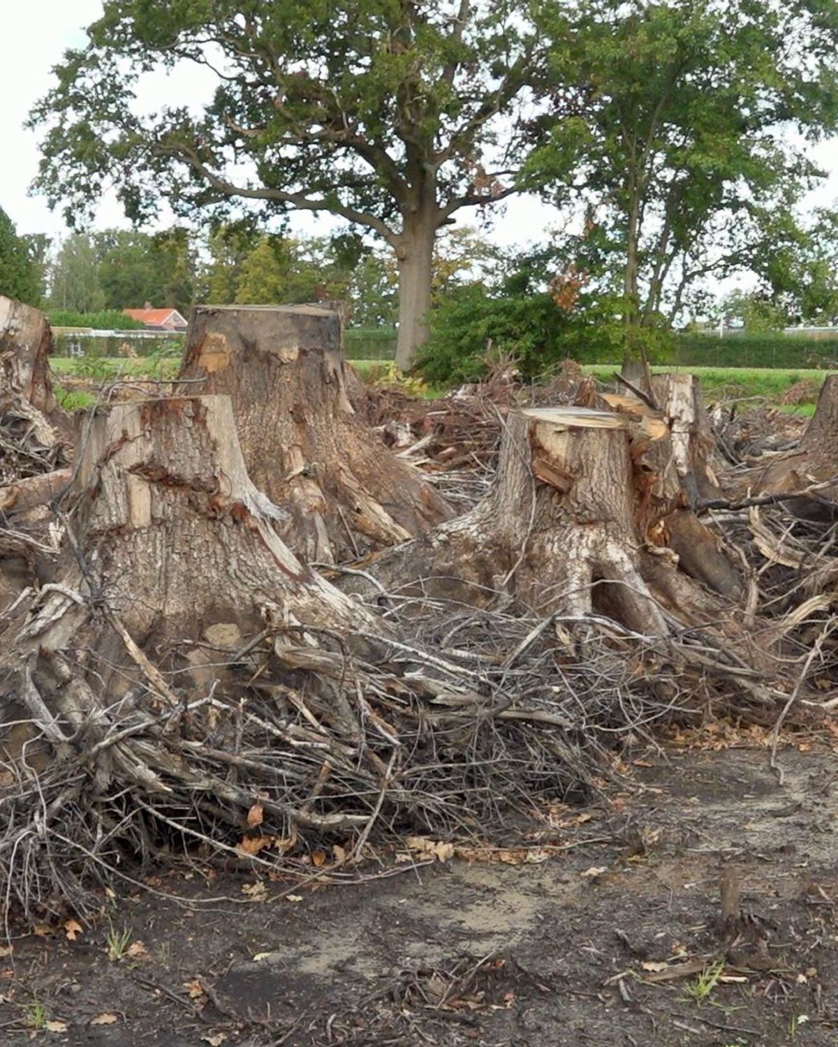 Zo is de situatie nu in Winterswijk na de verwoestende valwind - Omroep ...