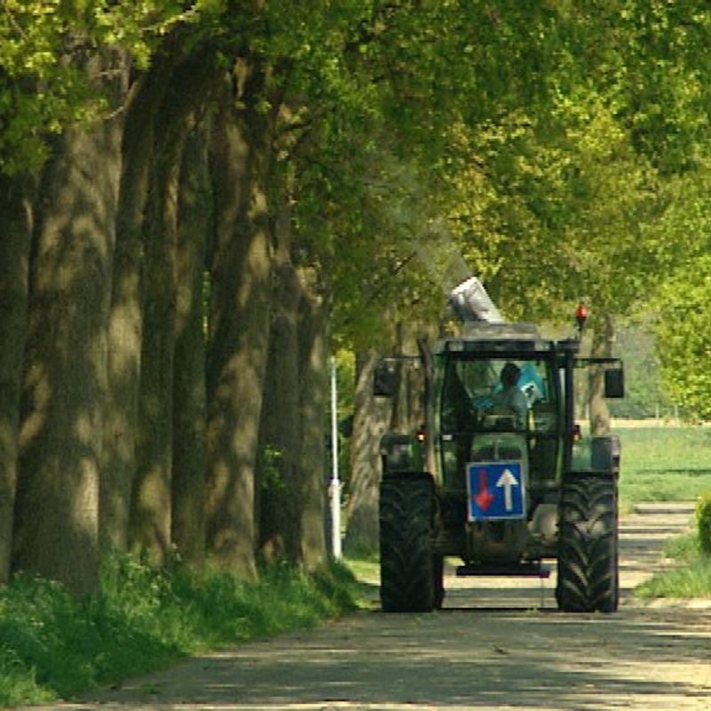 Route krijgt extra behandeling tegen eikenprocessierups - L1