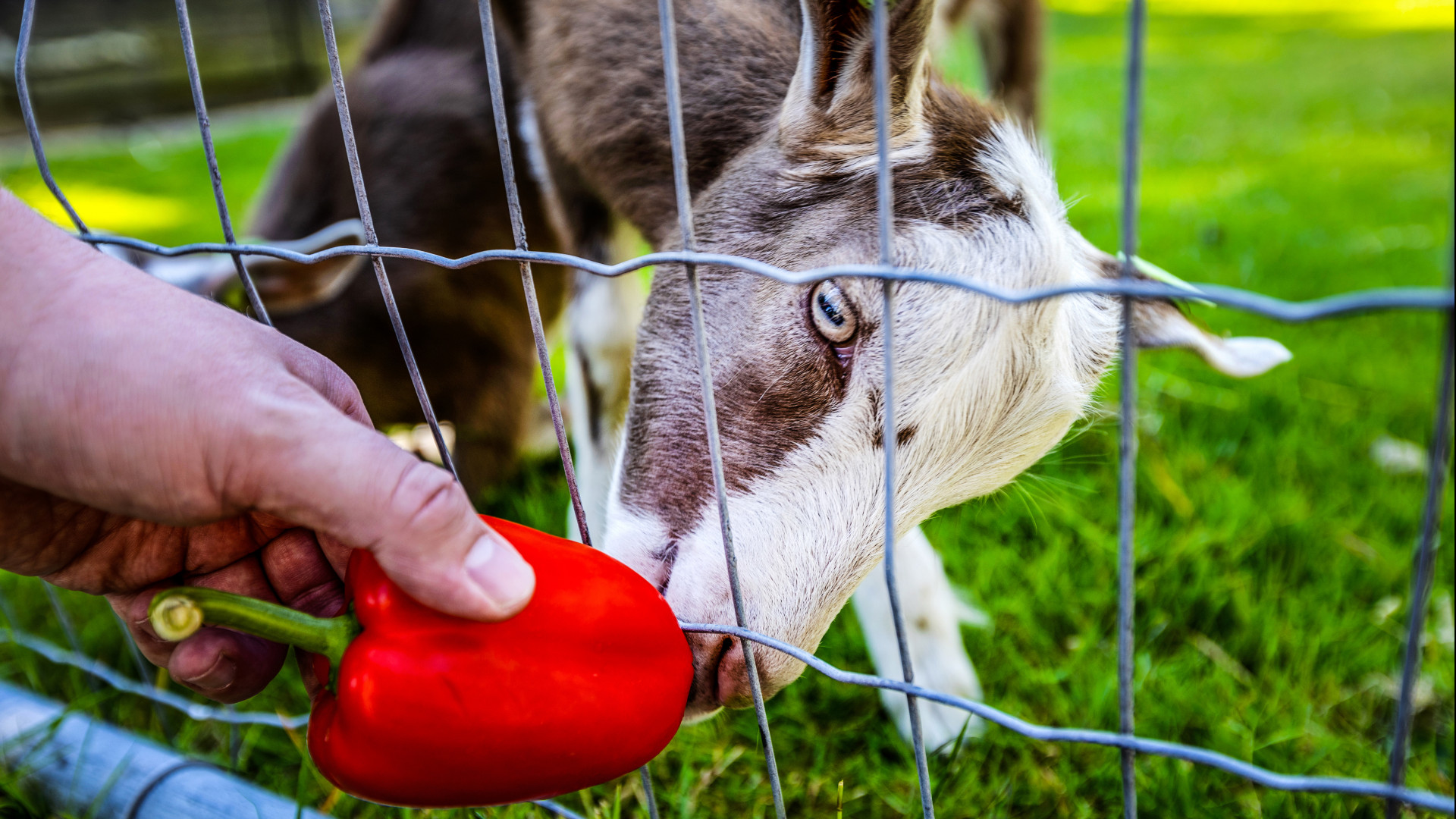 Dieren (slecht) eten voeren vanwege je geloof? Daar is nu een oplossing ...