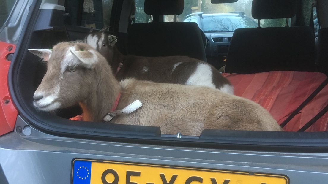 Geiten met de dierentaxi op pad: 'Auto vol stront was niet meer schoon ...