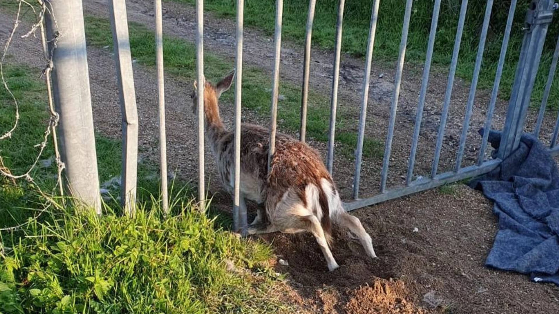 Brandweer bevrijdt ree die vastzit in hek - Omroep Zeeland
