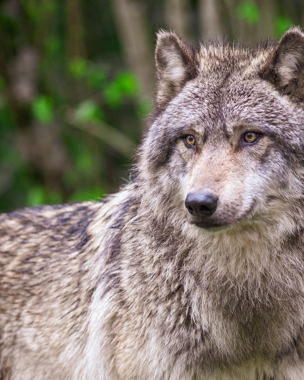 Gezenderde wolf liep duizenden kilometers door Nederland, stak ook ...